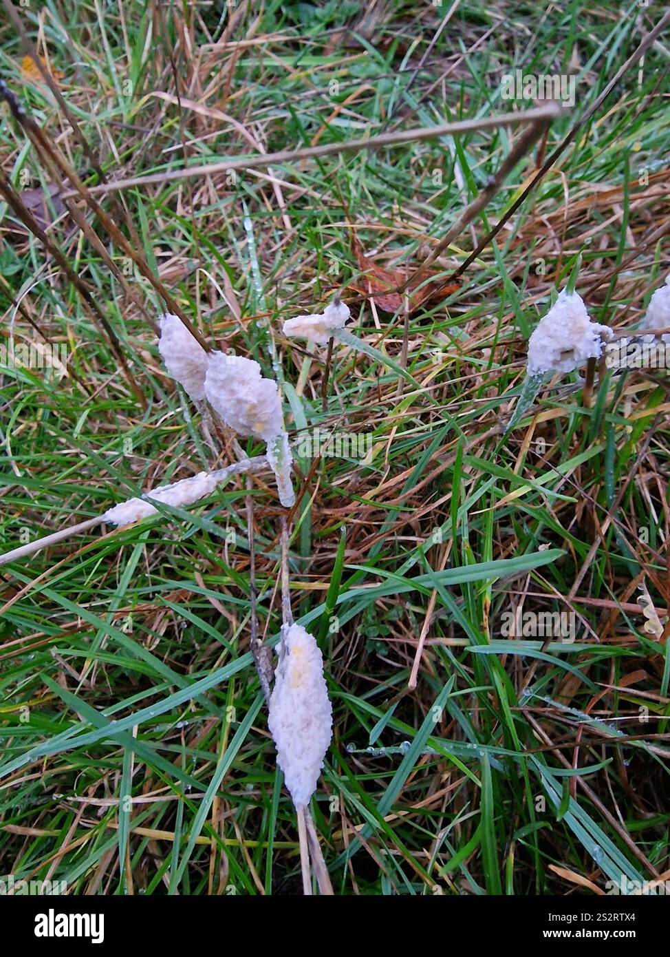 Dog Sick Slime Mould (Didymium spongiosum Stock Photo - Alamy