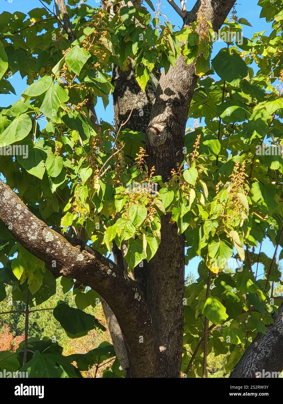 princess tree (Paulownia tomentosa Stock Photo - Alamy