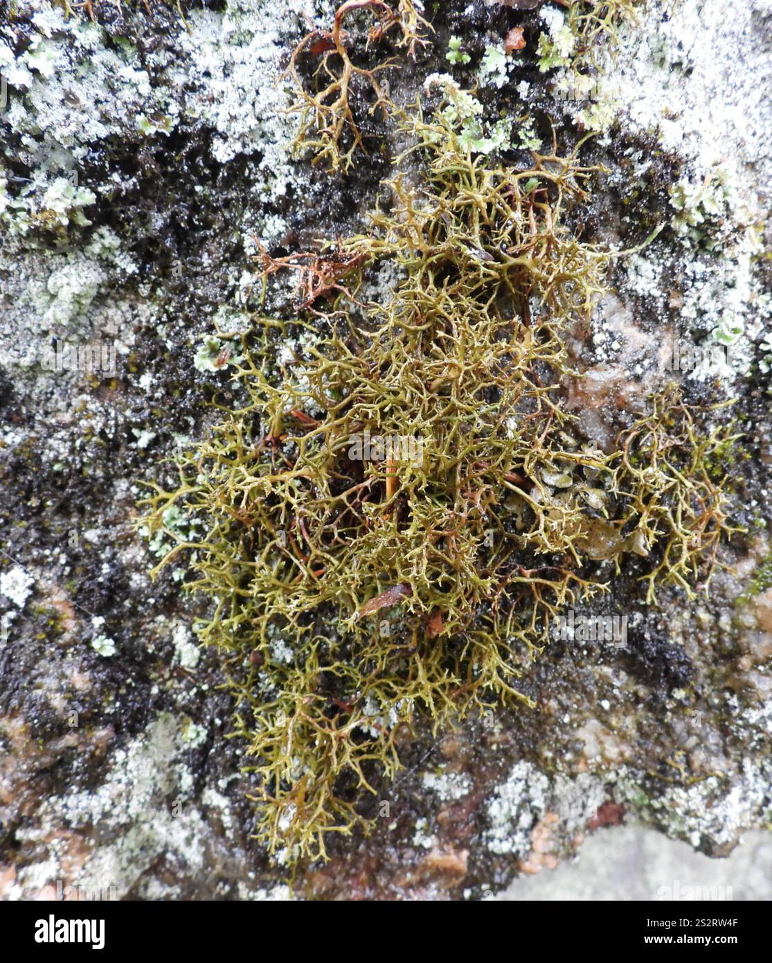 Dubious Heath Lichen (Cetraria muricata Stock Photo - Alamy