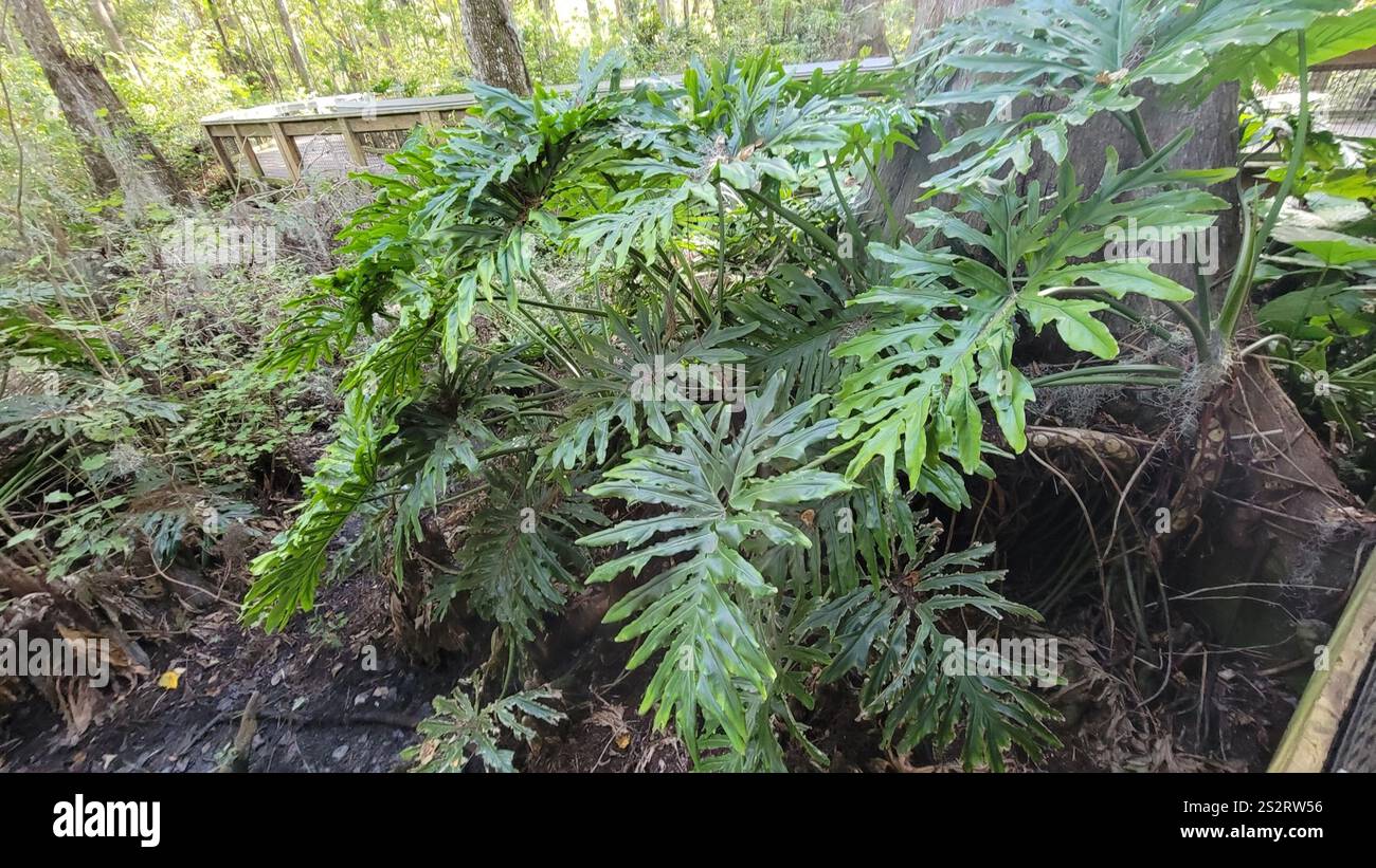Tree Philodendron (Thaumatophyllum bipinnatifidum Stock Photo - Alamy