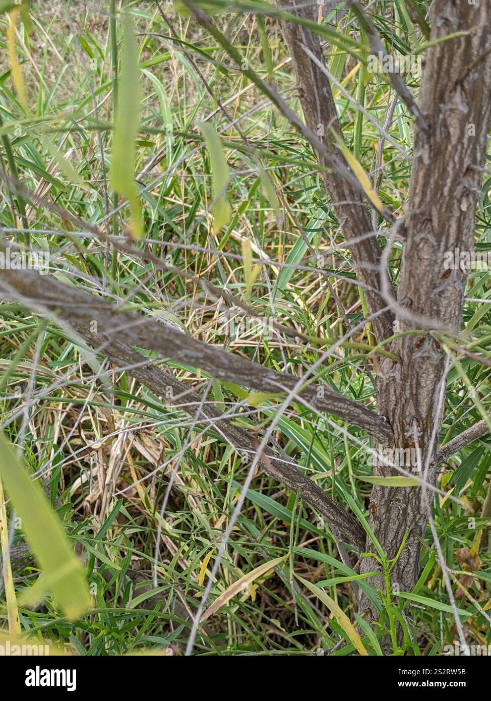 Poverty Weed (Baccharis neglecta Stock Photo - Alamy
