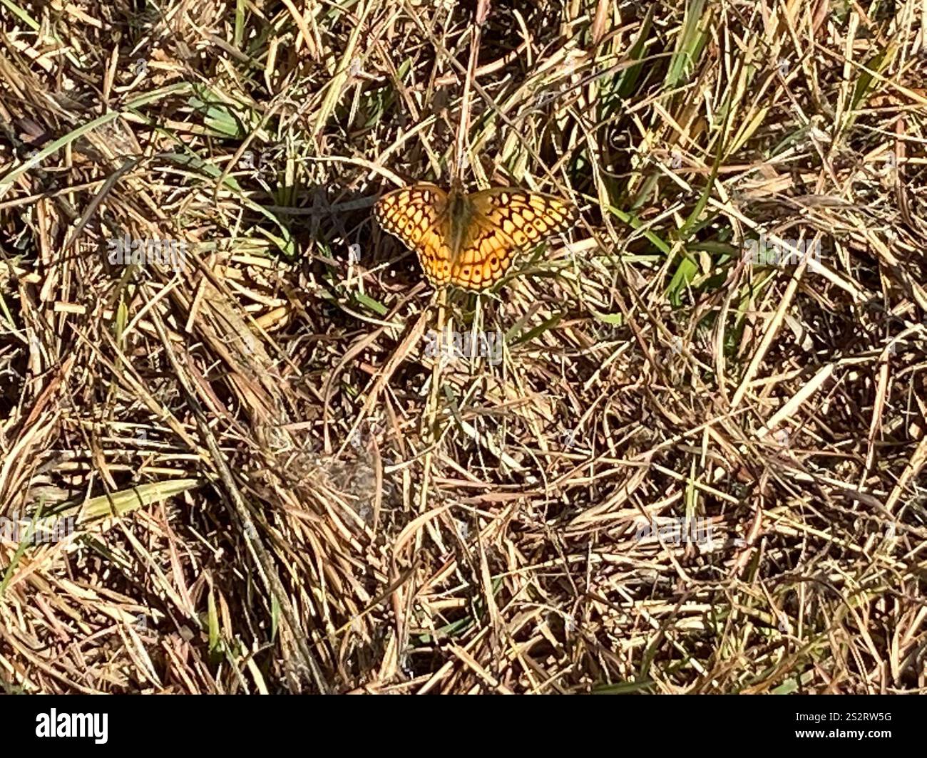 Variegated Fritillary (Euptoieta claudia Stock Photo - Alamy