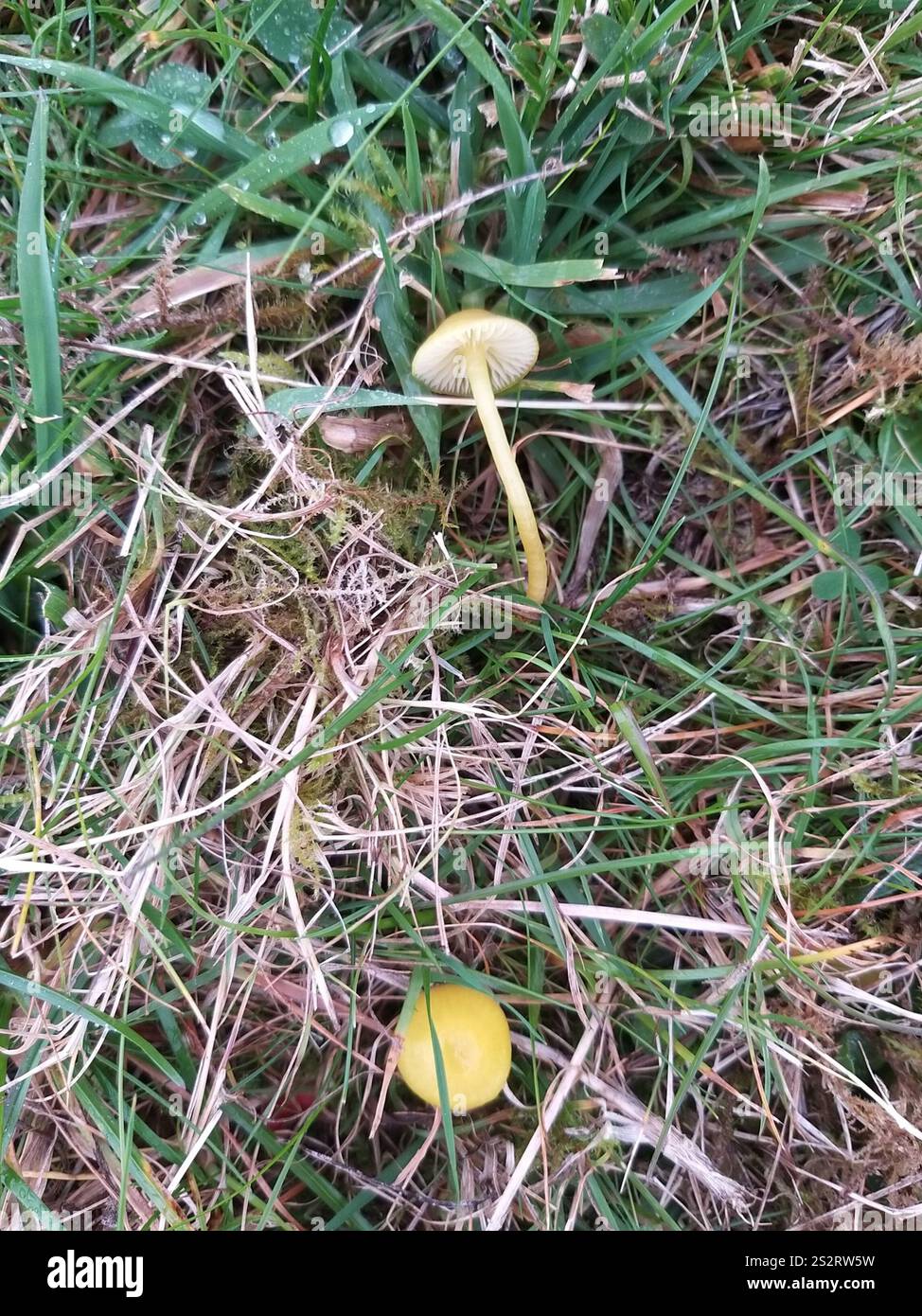 Butter Waxcap (Hygrocybe ceracea Stock Photo - Alamy