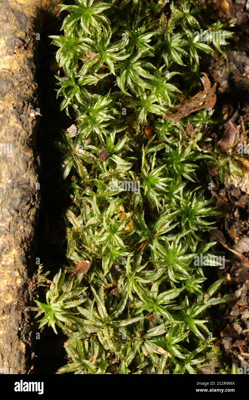 Catherine's moss (Atrichum undulatum Stock Photo - Alamy