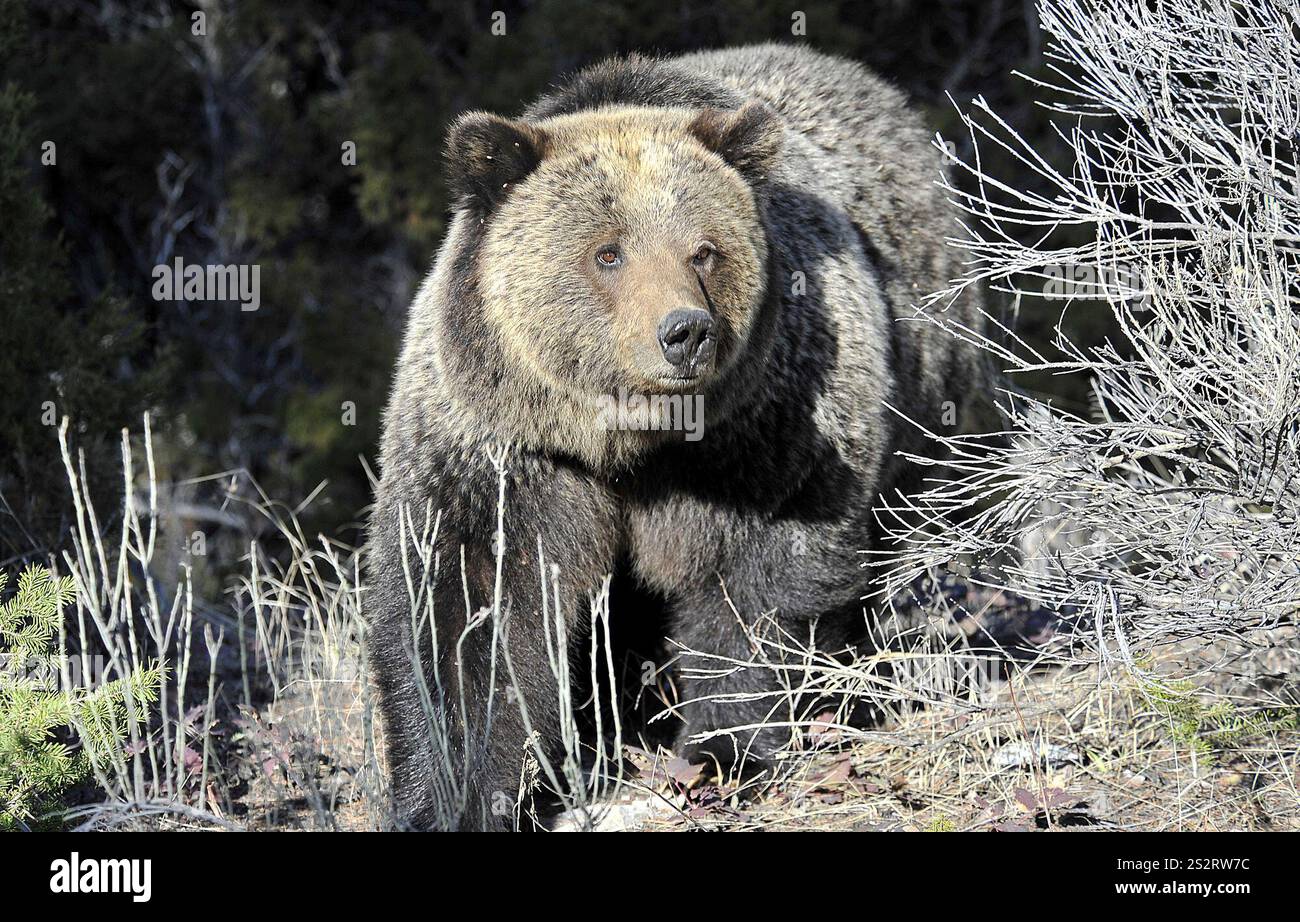 FILE - A Grizzly bear walk through Yellowstone National Park near ...