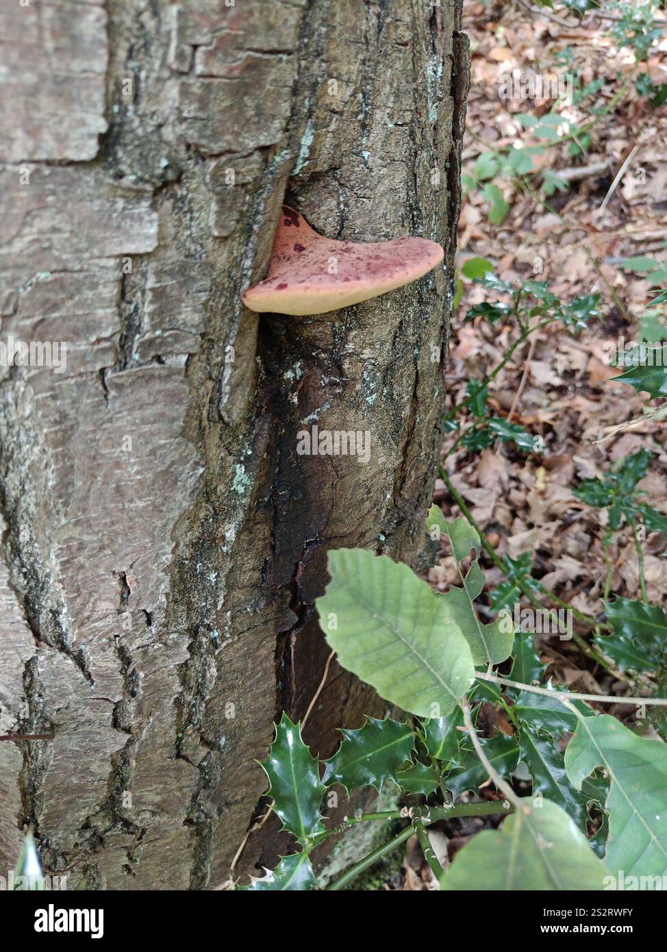 Beefsteak Polypore (Fistulina hepatica Stock Photo - Alamy