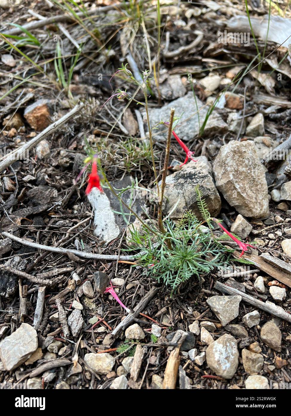 Scarlet Gilia (Ipomopsis aggregata Stock Photo - Alamy
