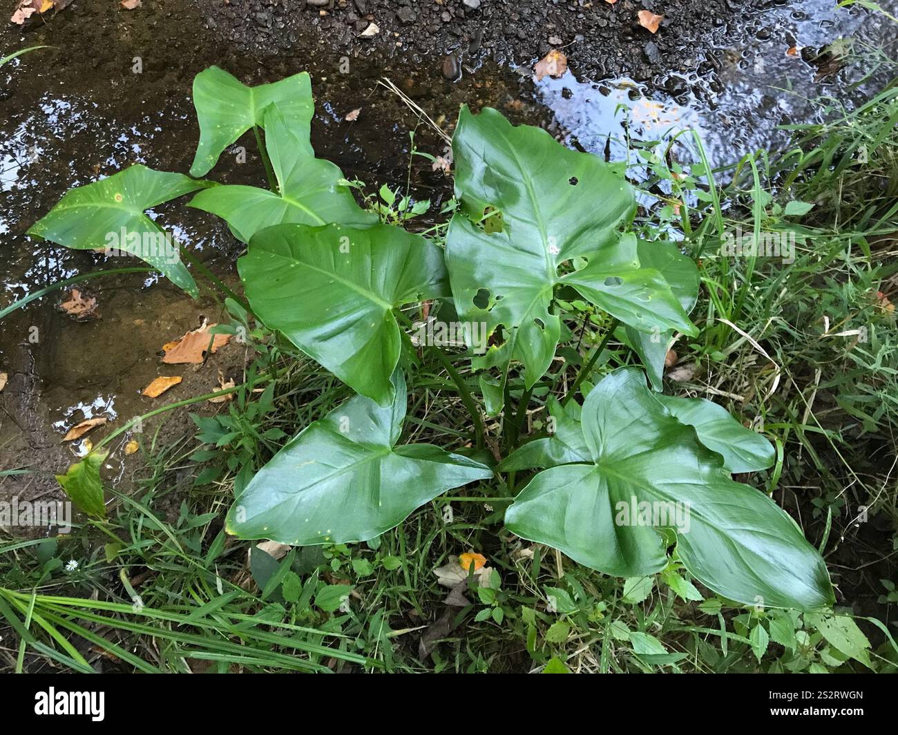 Green Arrow Arum (Peltandra virginica Stock Photo - Alamy