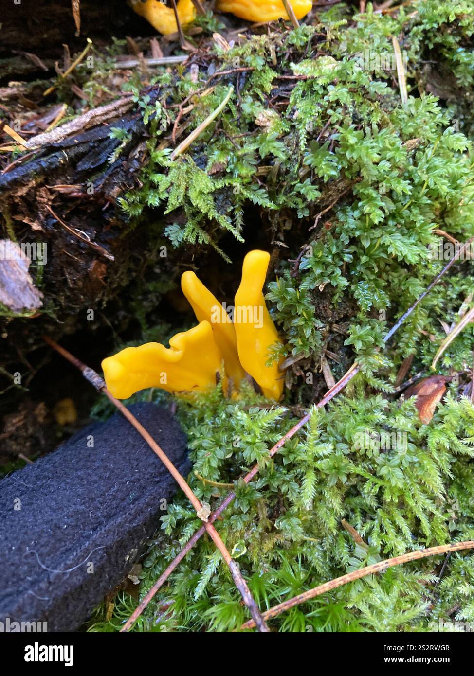 Irregular Earth Tongue (Neolecta irregularis Stock Photo - Alamy