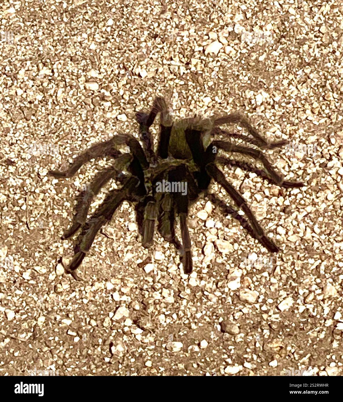Desert Tarantula (Aphonopelma iodius Stock Photo - Alamy