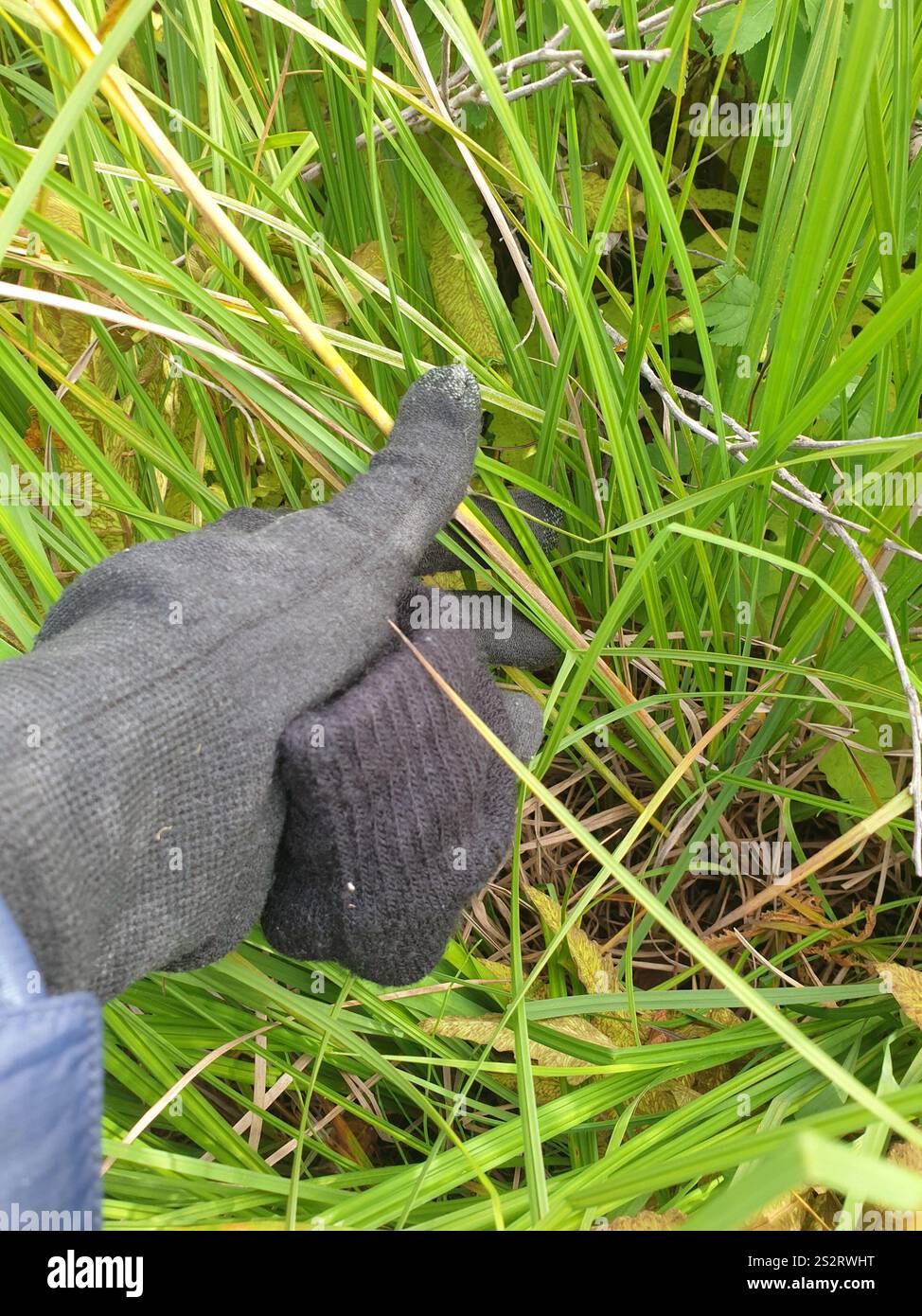 Black bulrush hi-res stock photography and images - Alamy