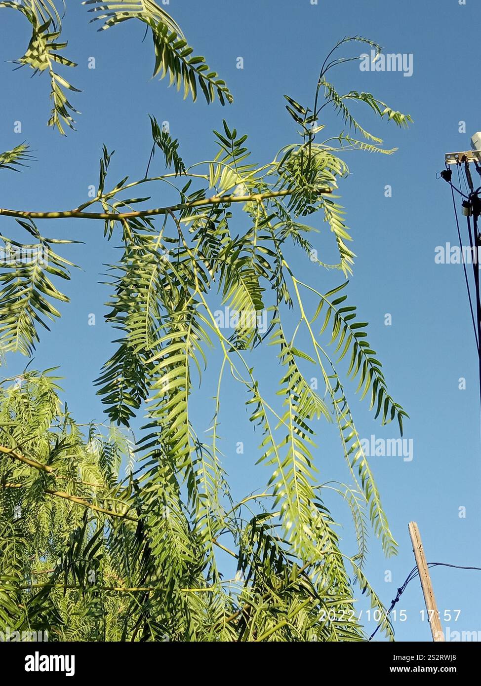Peruvian Pepper Tree (Schinus molle Stock Photo - Alamy