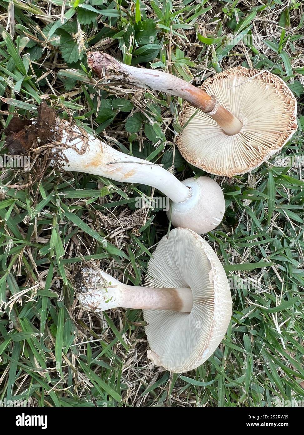 White Dapperling (Leucoagaricus leucothites Stock Photo - Alamy
