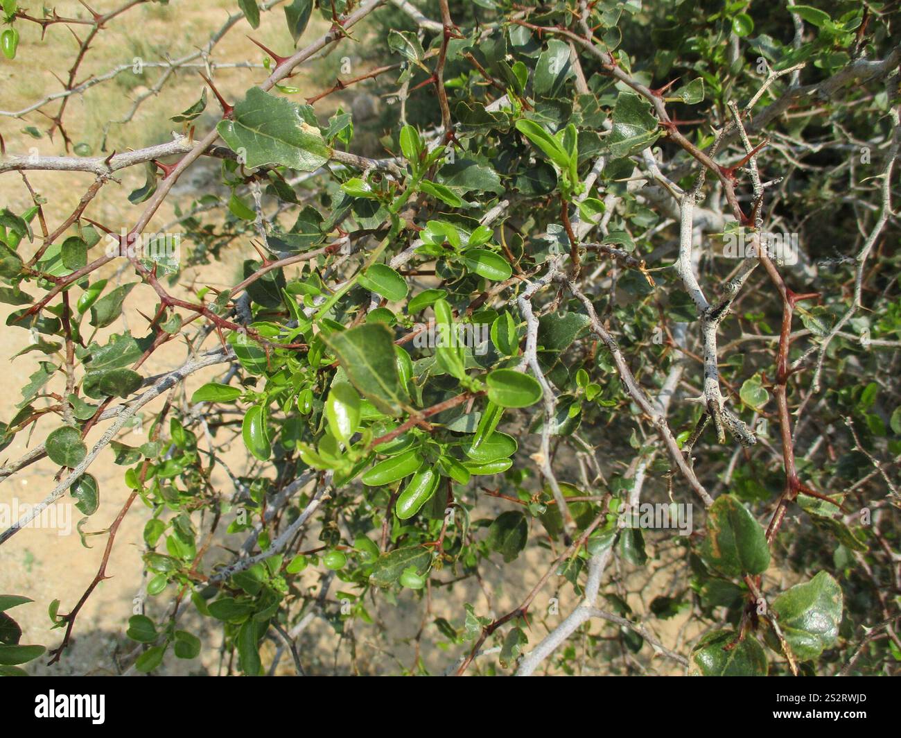 buffalo-thorn (Ziziphus mucronata Stock Photo - Alamy