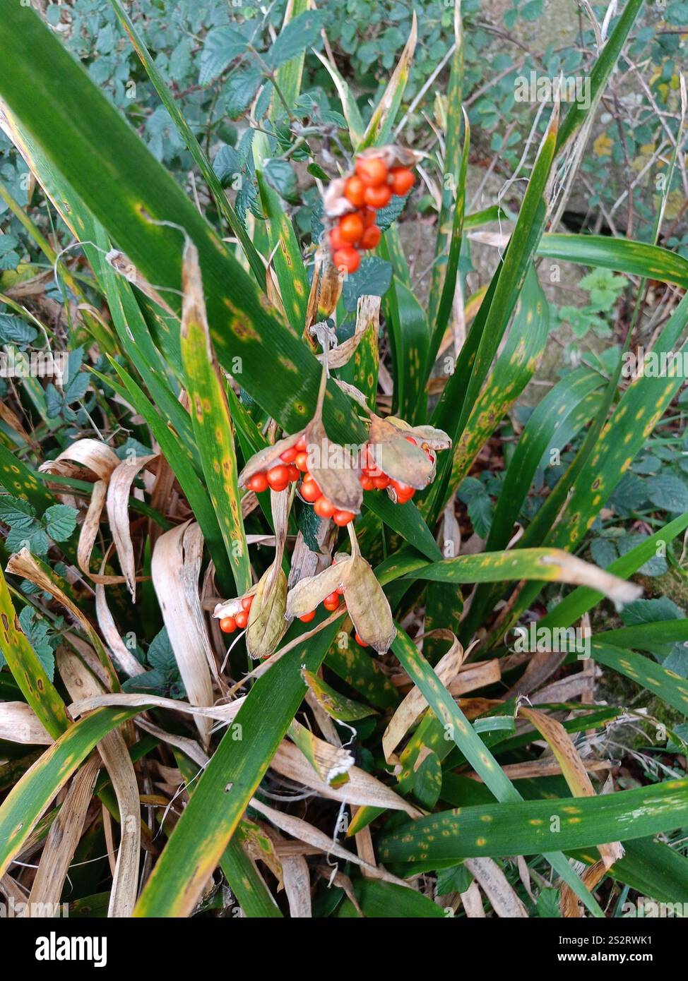 Stinking iris (Iris foetidissima Stock Photo - Alamy