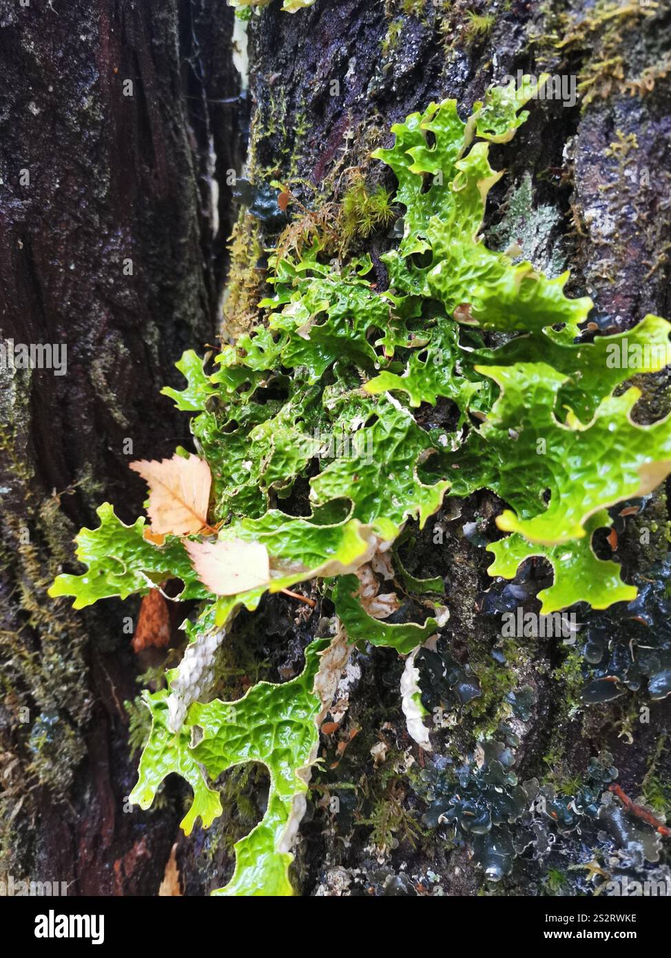 Tree Lungwort (Lobaria pulmonaria Stock Photo - Alamy