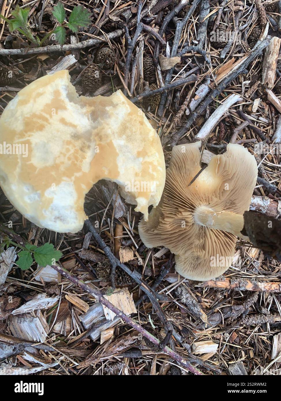 Spring Fieldcap (Agrocybe praecox Stock Photo - Alamy