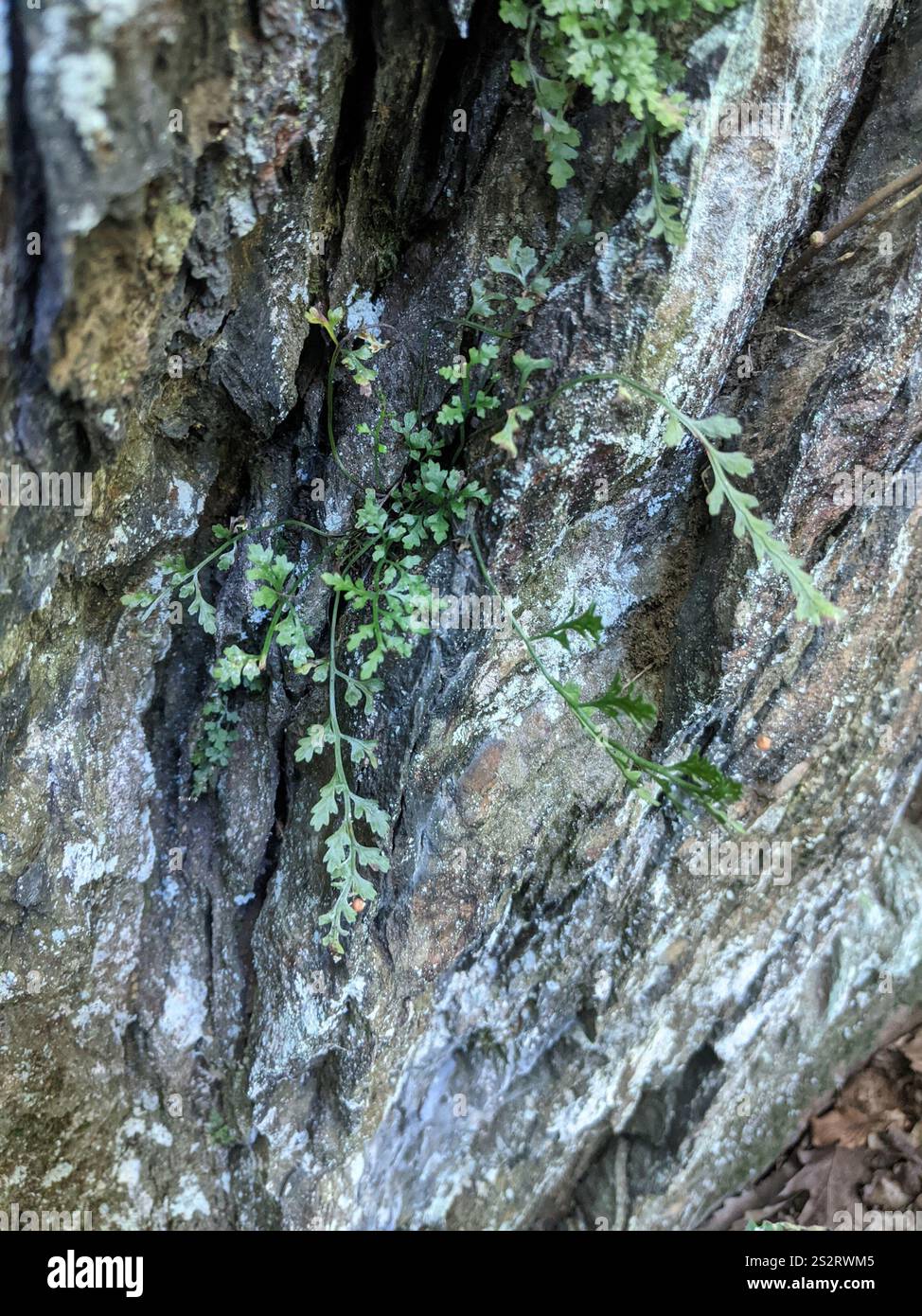 mountain spleenwort (Asplenium montanum Stock Photo - Alamy