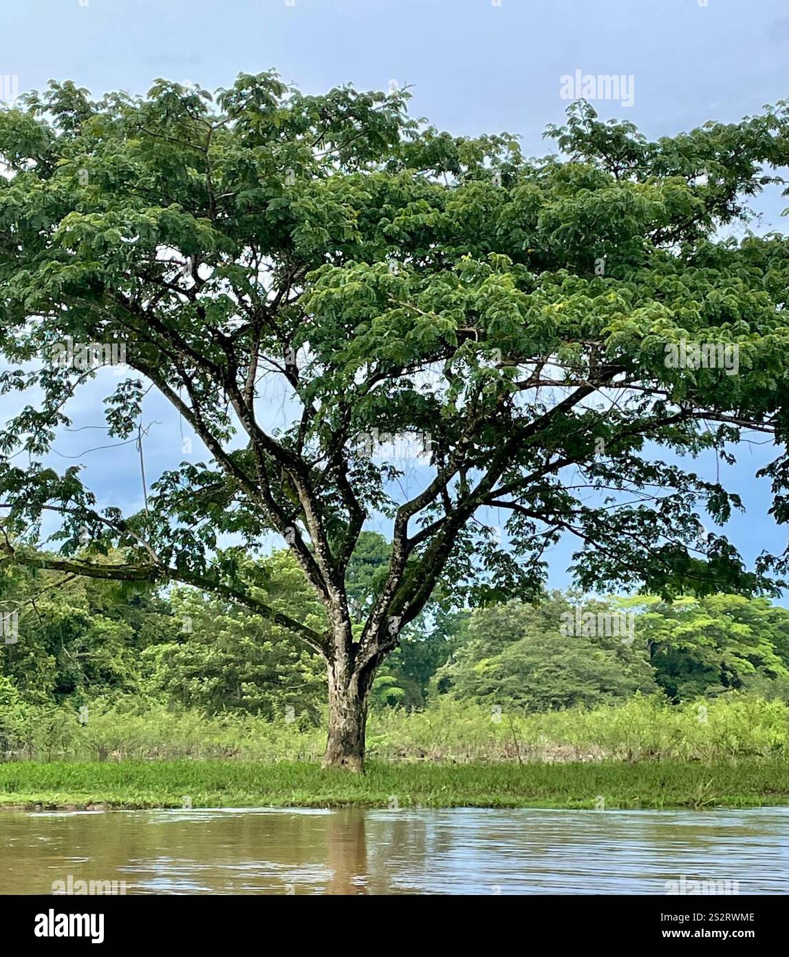 Monkey pod tree (Samanea saman Stock Photo - Alamy