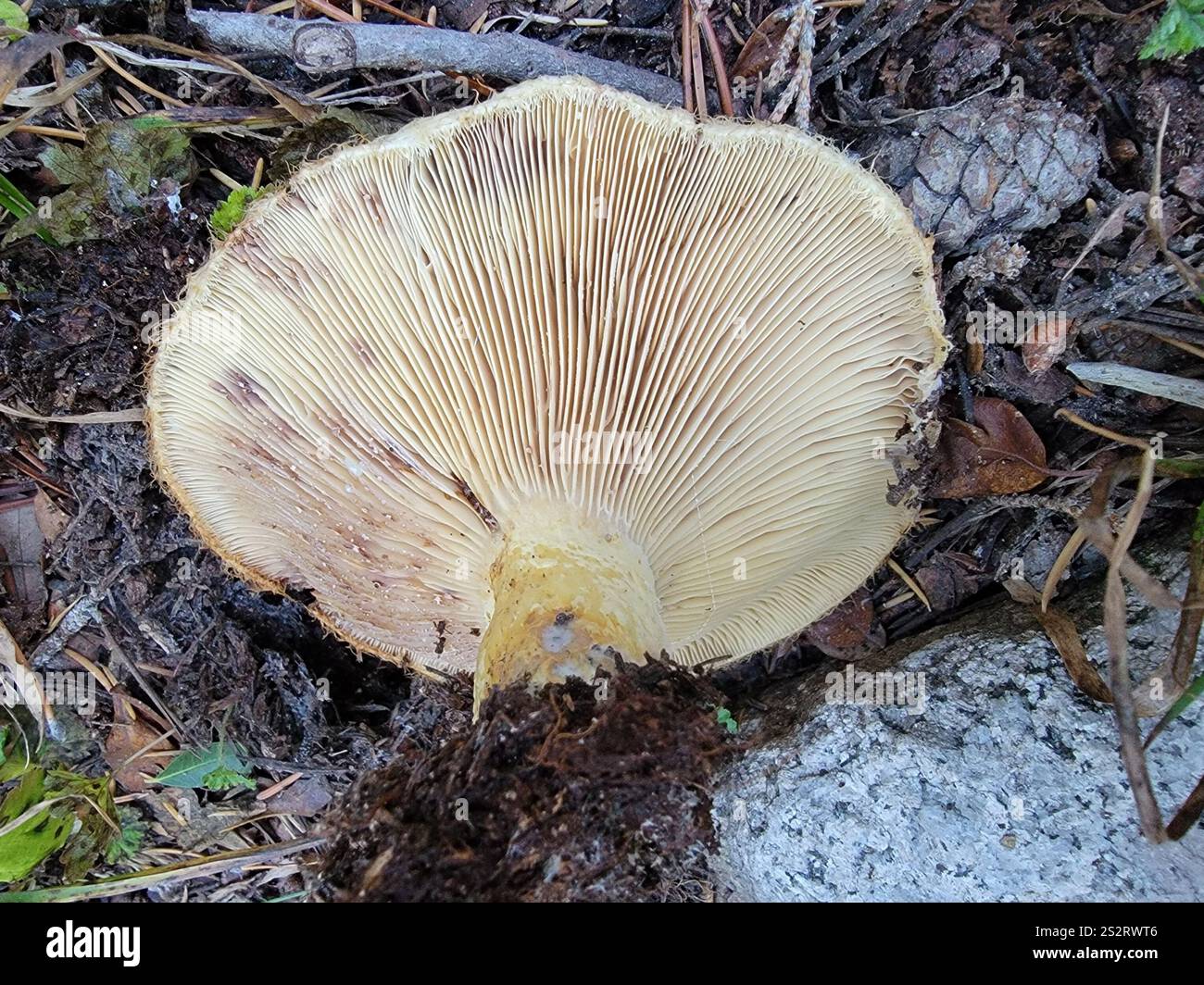 Purple-staining Bearded Milk Cap (Lactarius repraesentaneus Stock Photo ...