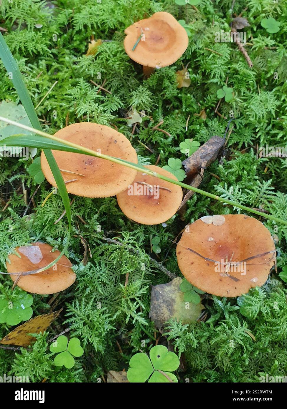 Orange Milkcap (Lactarius aurantiacus Stock Photo - Alamy