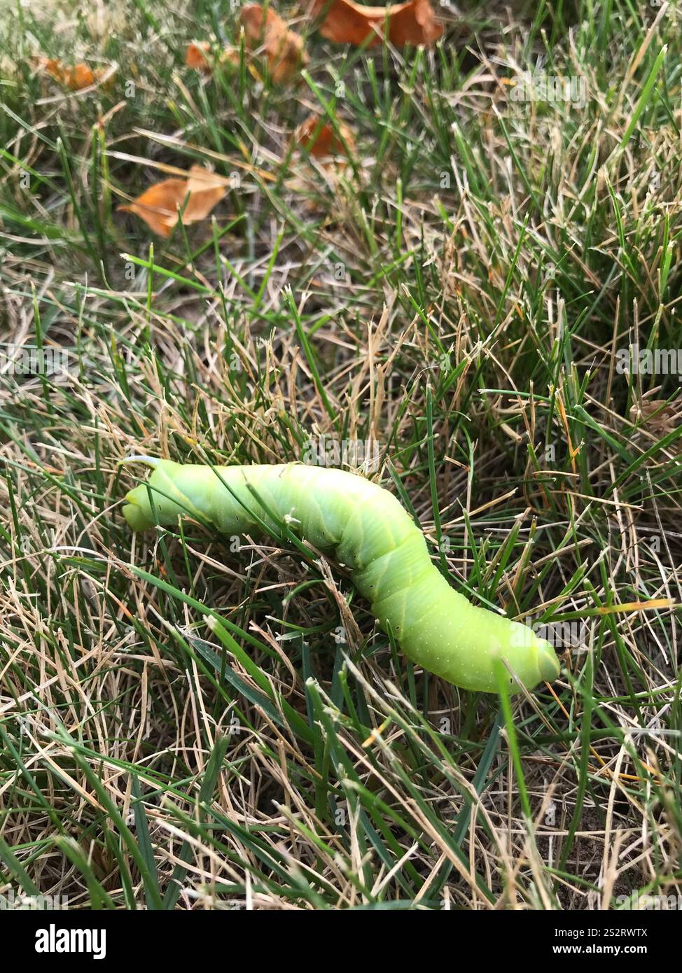 Great Ash Sphinx (Sphinx chersis Stock Photo - Alamy