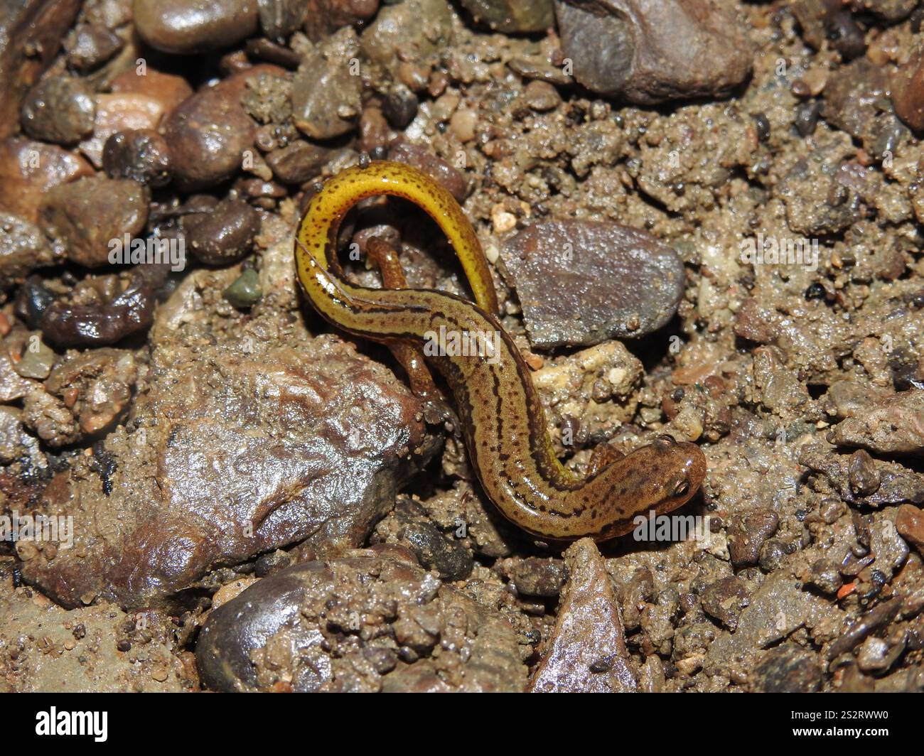 Southern Two-lined Salamander (Eurycea cirrigera Stock Photo - Alamy