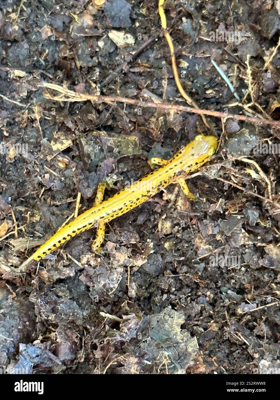 Long-tailed Salamander (Eurycea longicauda Stock Photo - Alamy