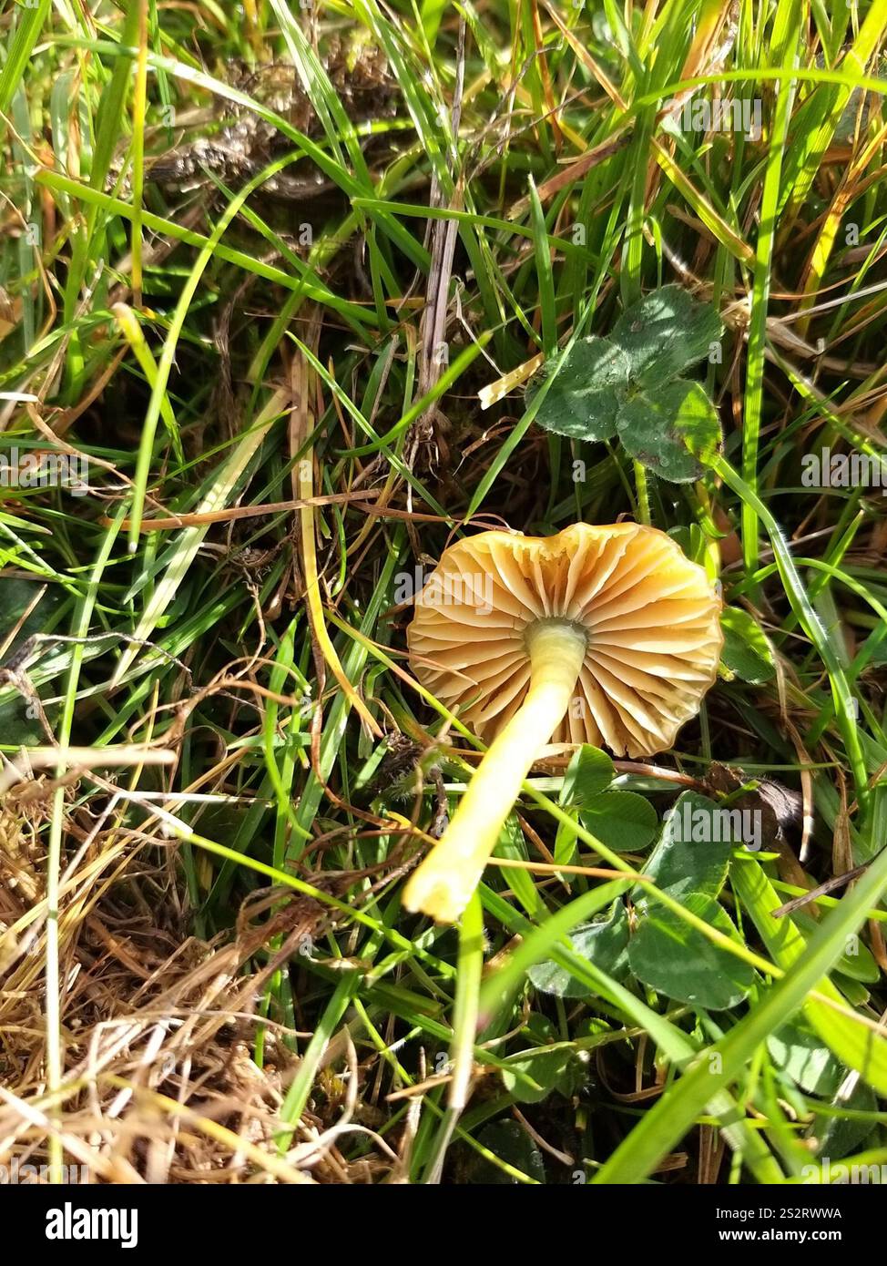 Parrot Mushroom (Gliophorus psittacinus Stock Photo - Alamy