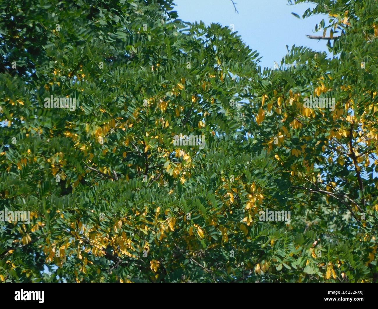 black locust (Robinia pseudoacacia Stock Photo - Alamy