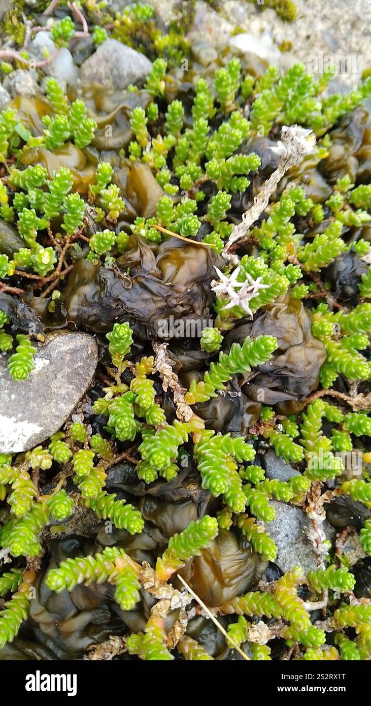 Biting Stonecrop (Sedum acre Stock Photo - Alamy