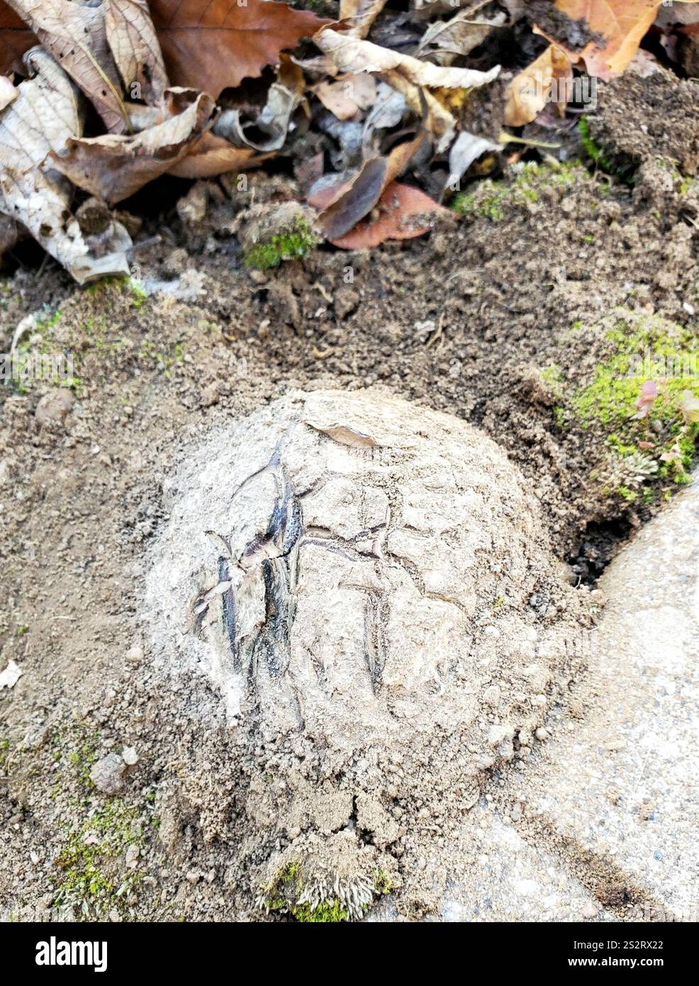 Many-rooted Earthball (Scleroderma polyrhizum Stock Photo - Alamy