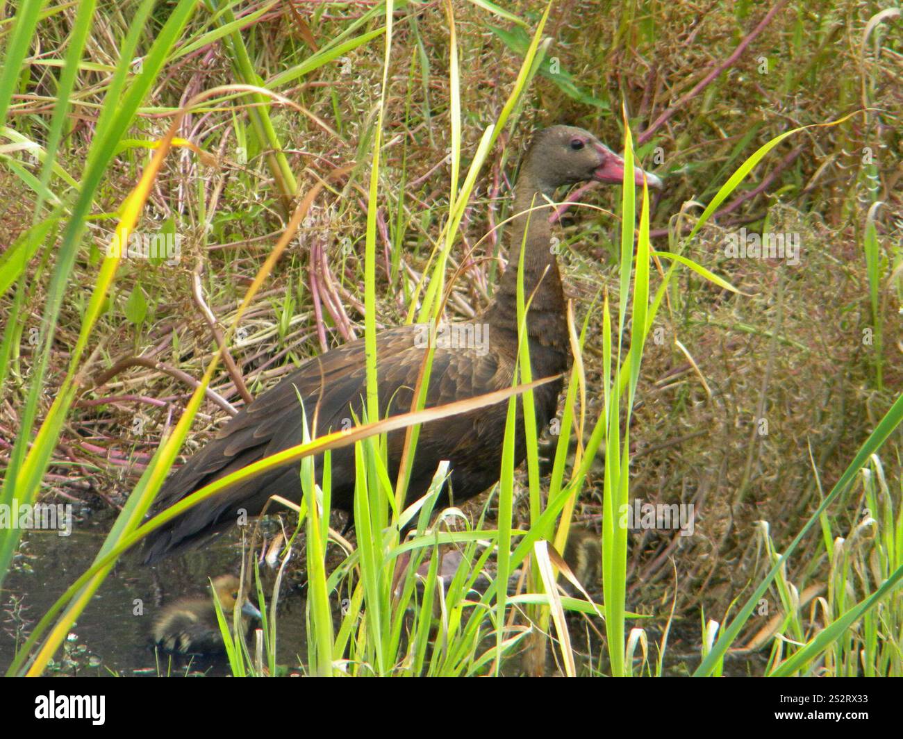 Southern Spur-winged Goose (Plectropterus gambensis niger Stock Photo ...