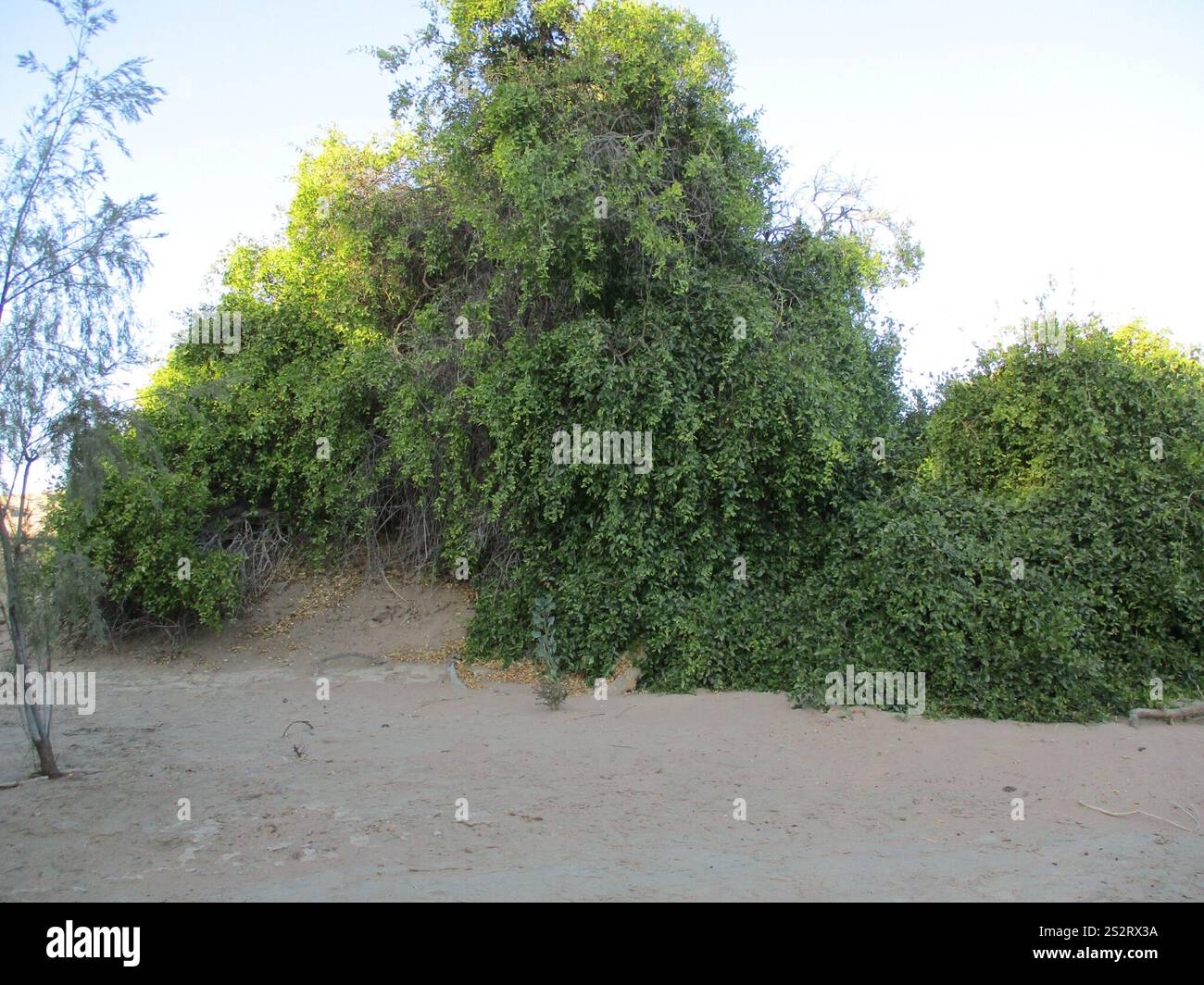 toothbrush tree (Salvadora persica Stock Photo - Alamy
