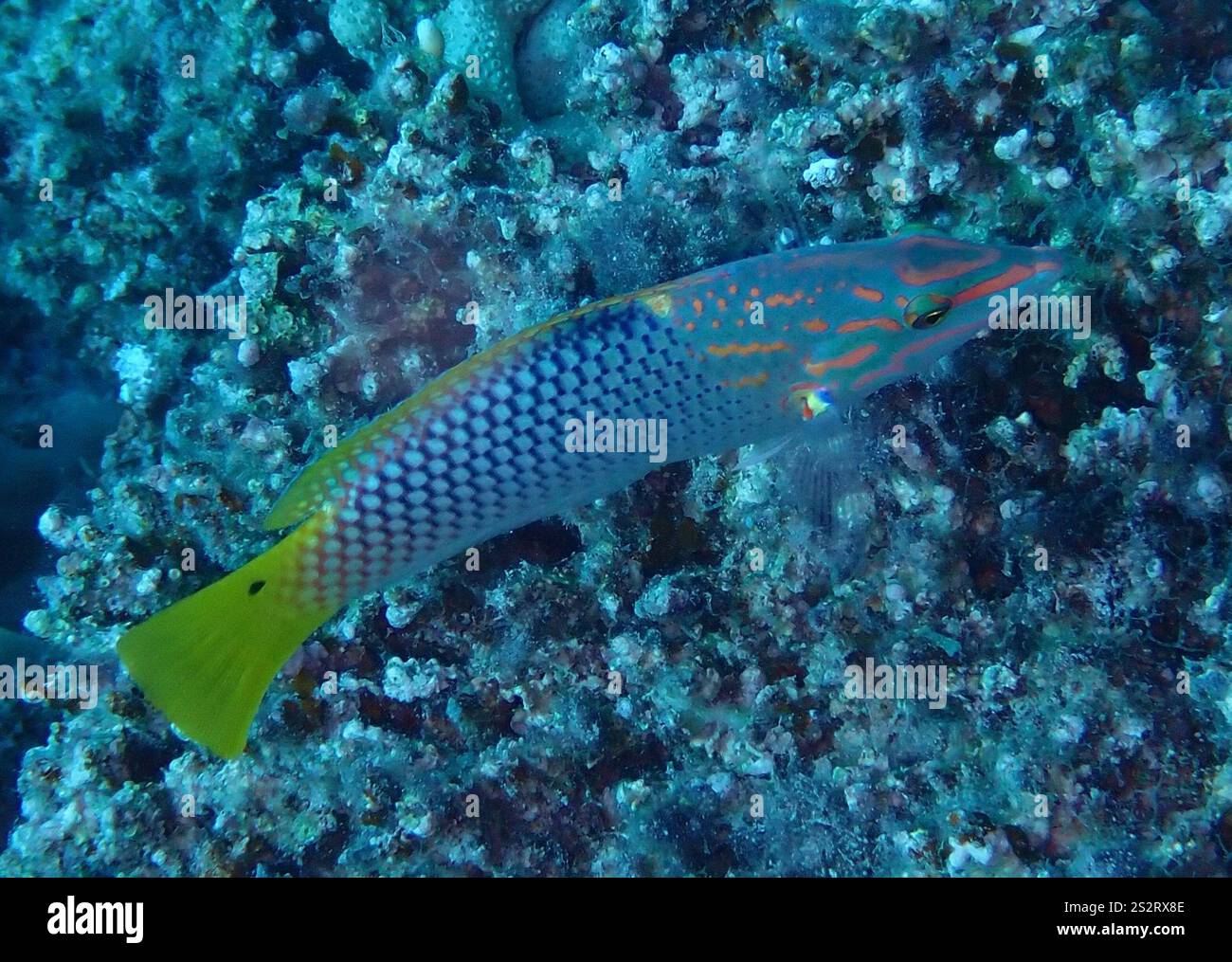 Checkerboard Wrasse (Halichoeres hortulanus Stock Photo - Alamy