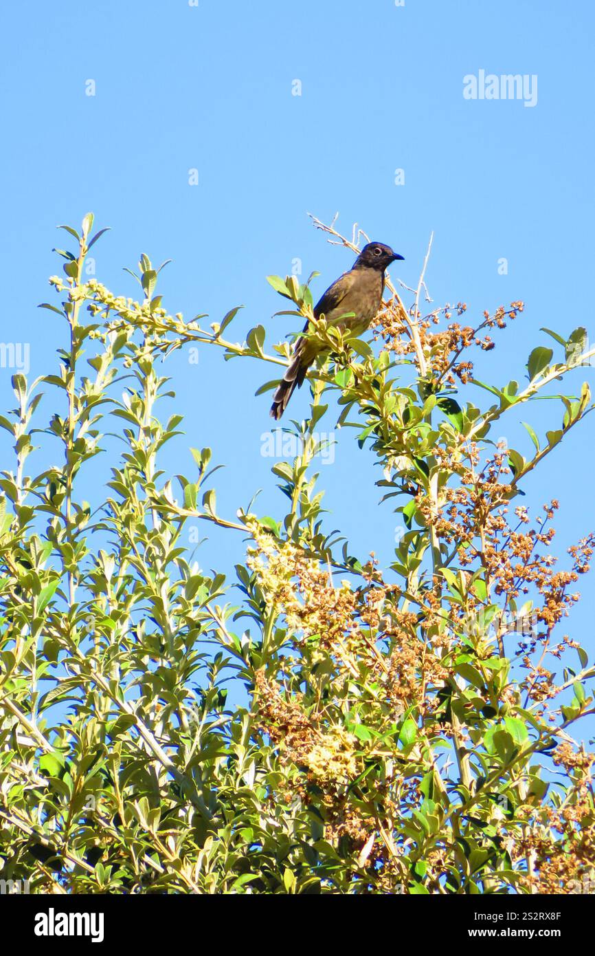 Cape Bulbul (Pycnonotus capensis Stock Photo - Alamy