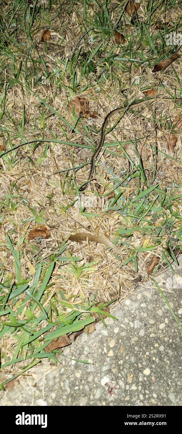 Common Ribbon Snake (Thamnophis saurita Stock Photo - Alamy