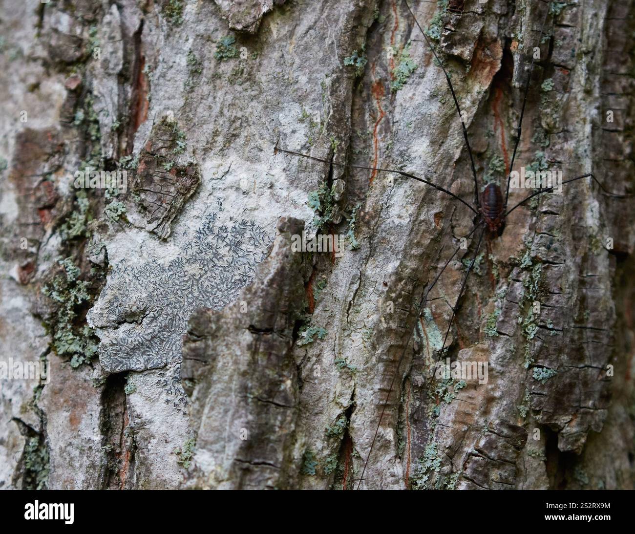 Common Script Lichen (Graphis scripta Stock Photo - Alamy