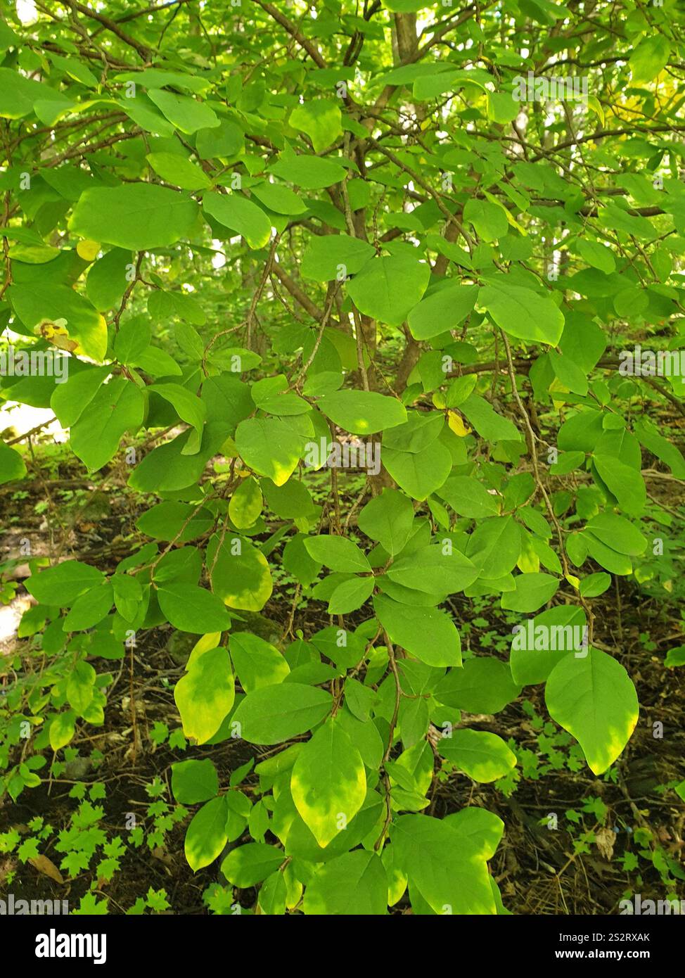 eastern leatherwood (Dirca palustris Stock Photo - Alamy