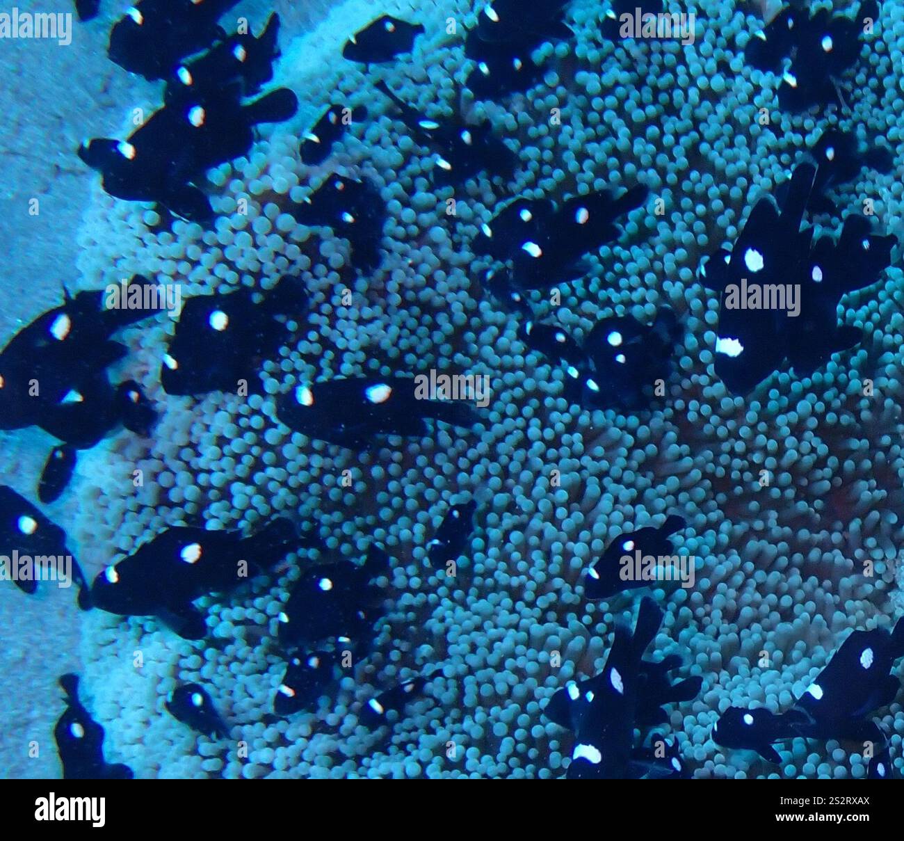 Three-spot Dascyllus (Dascyllus trimaculatus Stock Photo - Alamy