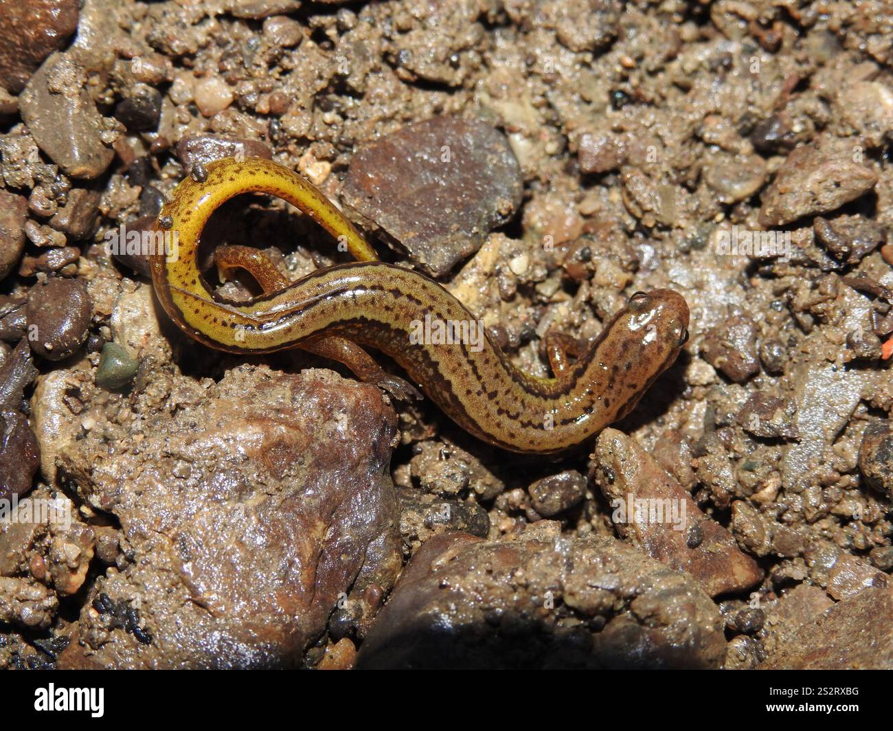 Southern Two-lined Salamander (Eurycea cirrigera Stock Photo - Alamy