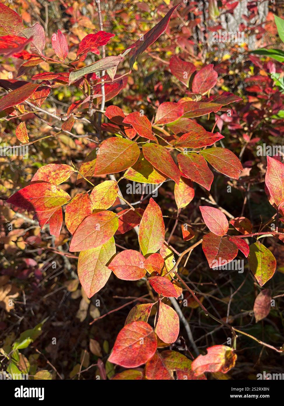 Northern highbush blueberry (Vaccinium corymbosum Stock Photo - Alamy