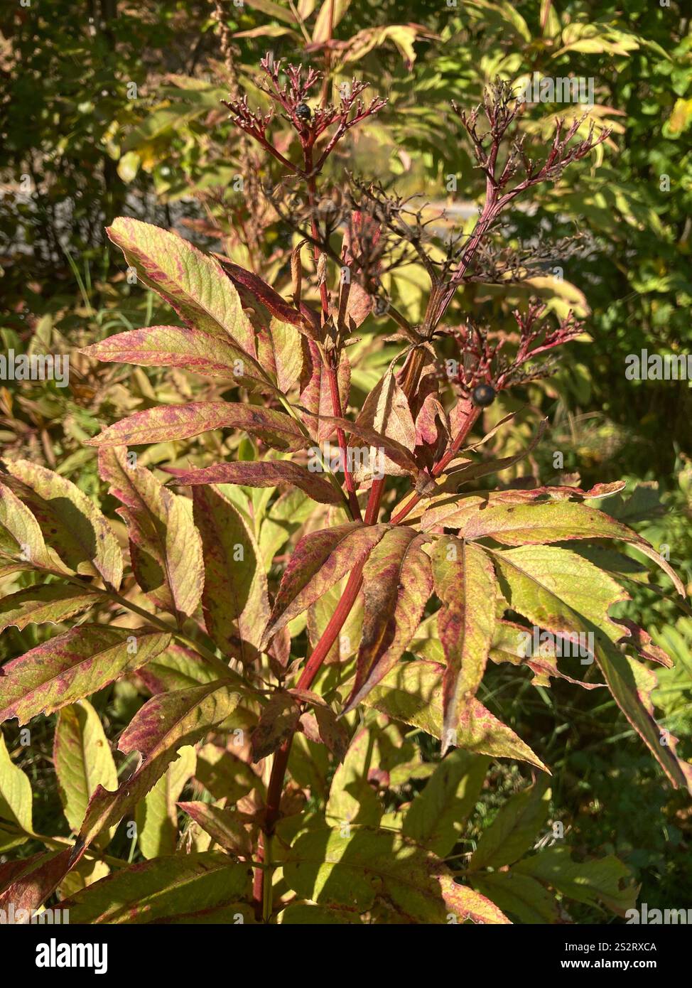 Dwarf Elder (Sambucus ebulus Stock Photo - Alamy