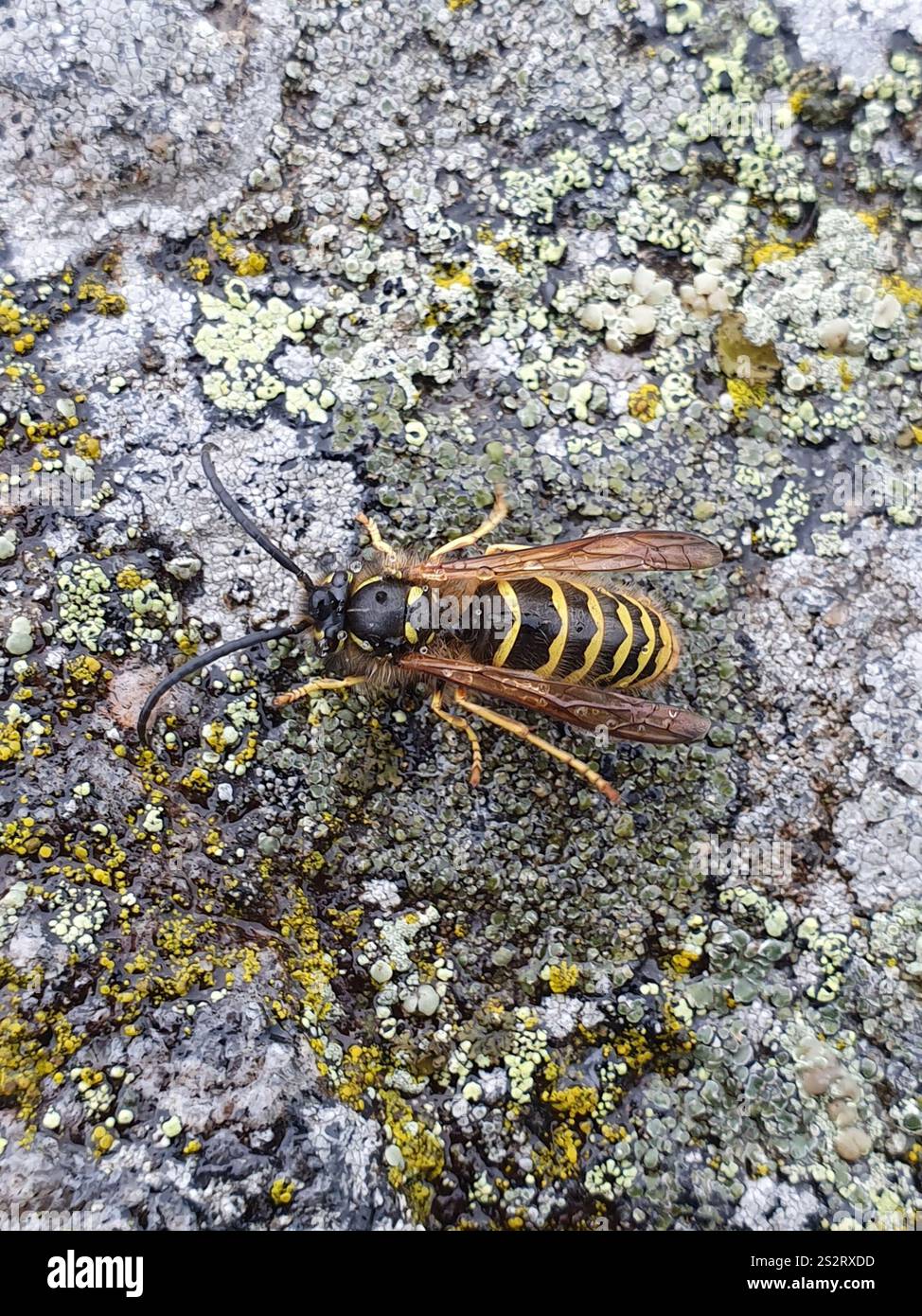 Ground Yellowjackets (Vespula Stock Photo - Alamy