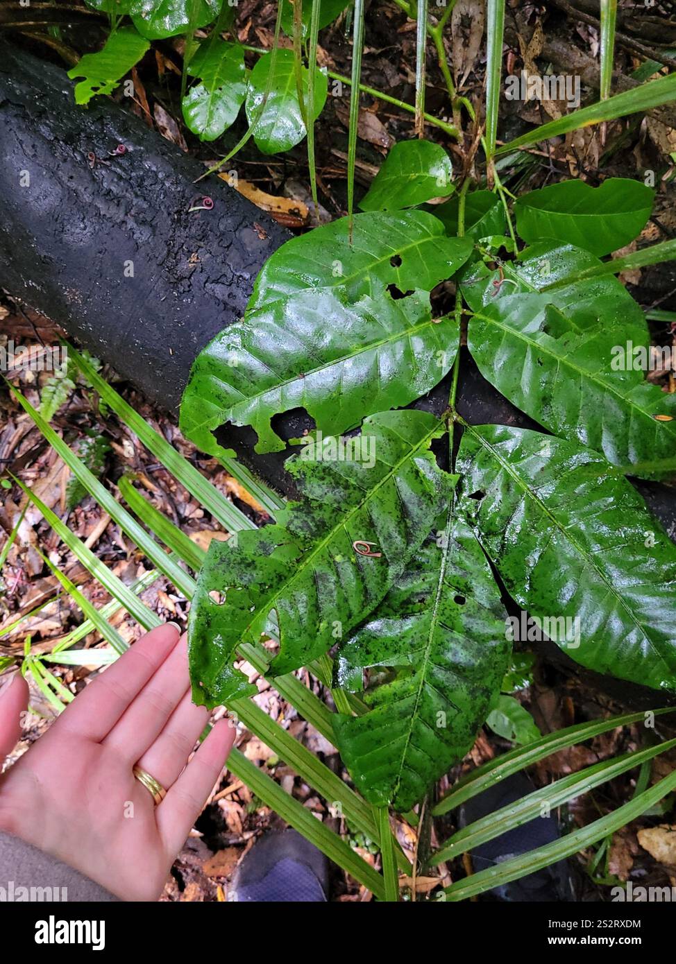 Kohekohe (Didymocheton spectabilis Stock Photo - Alamy