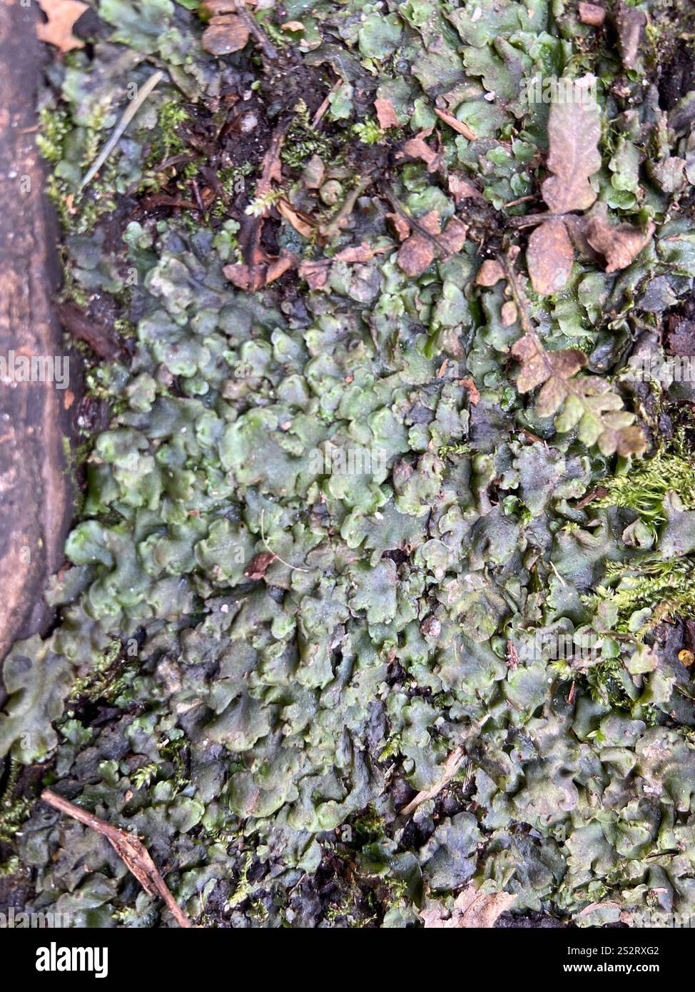 common pellia (Pellia epiphylla Stock Photo - Alamy