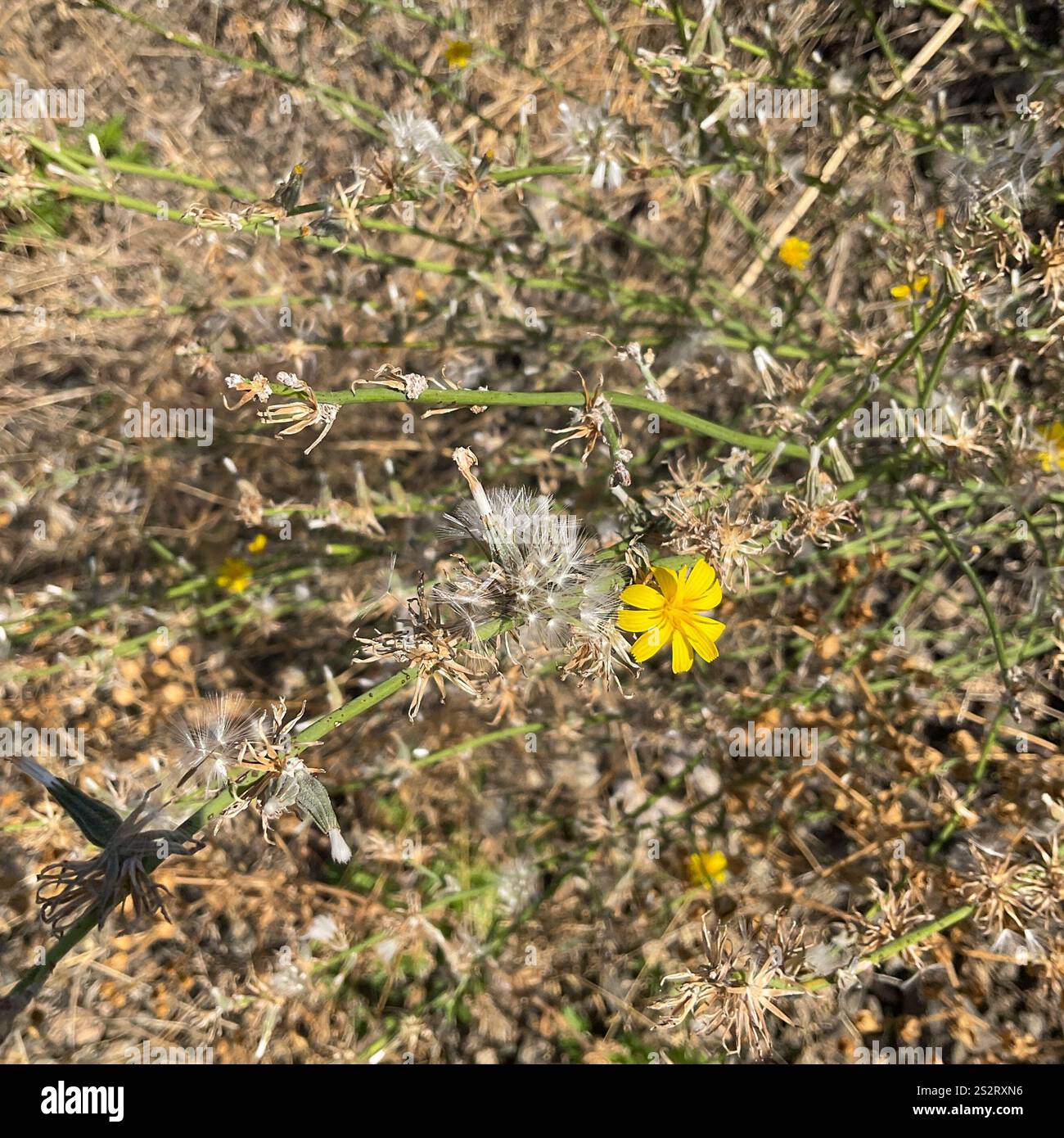 Rush Skeletonweed (Chondrilla juncea Stock Photo - Alamy