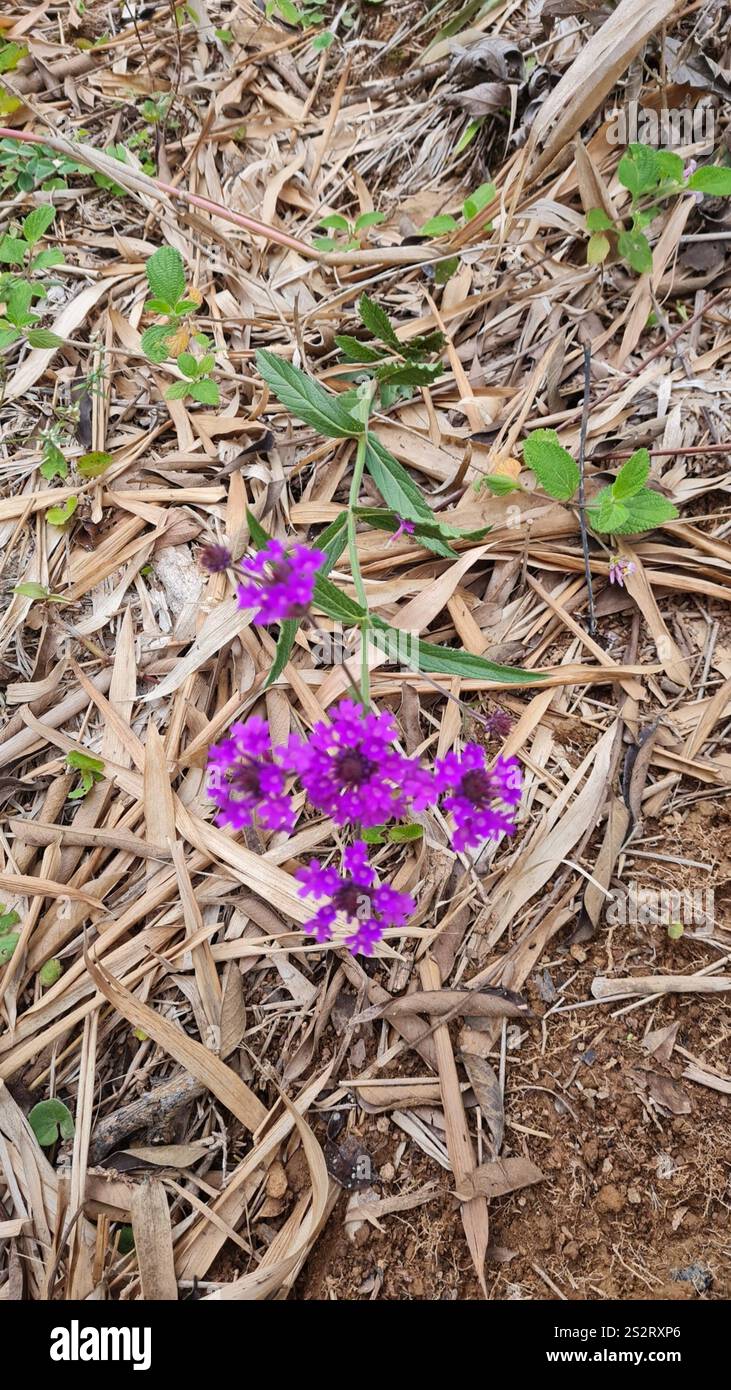 Slender Vervain (Verbena rigida Stock Photo - Alamy