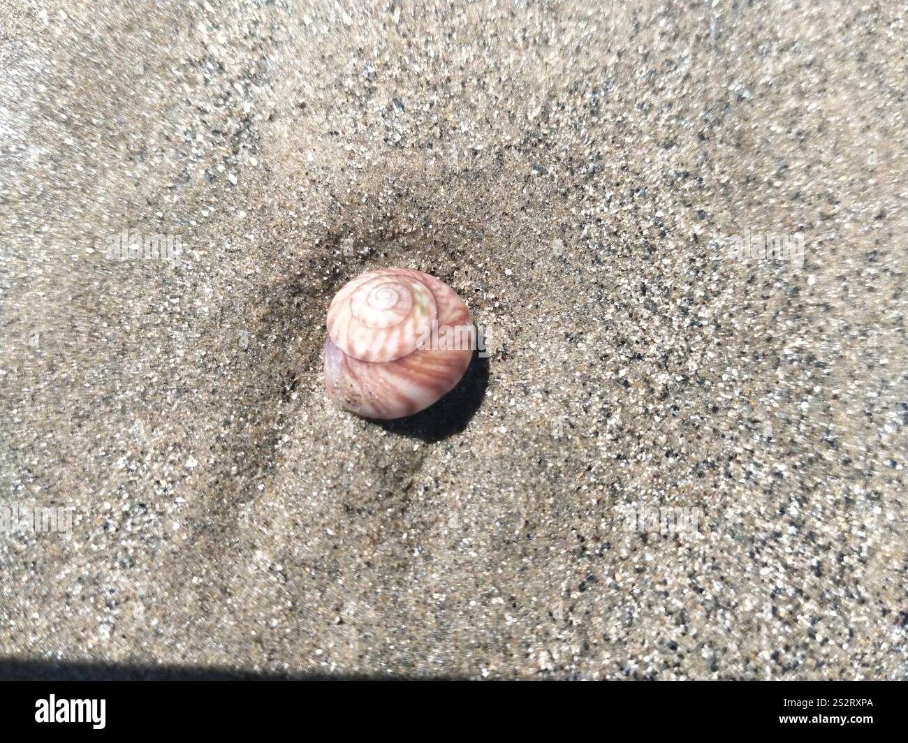 Wheel Shell (Zethalia zelandica Stock Photo - Alamy