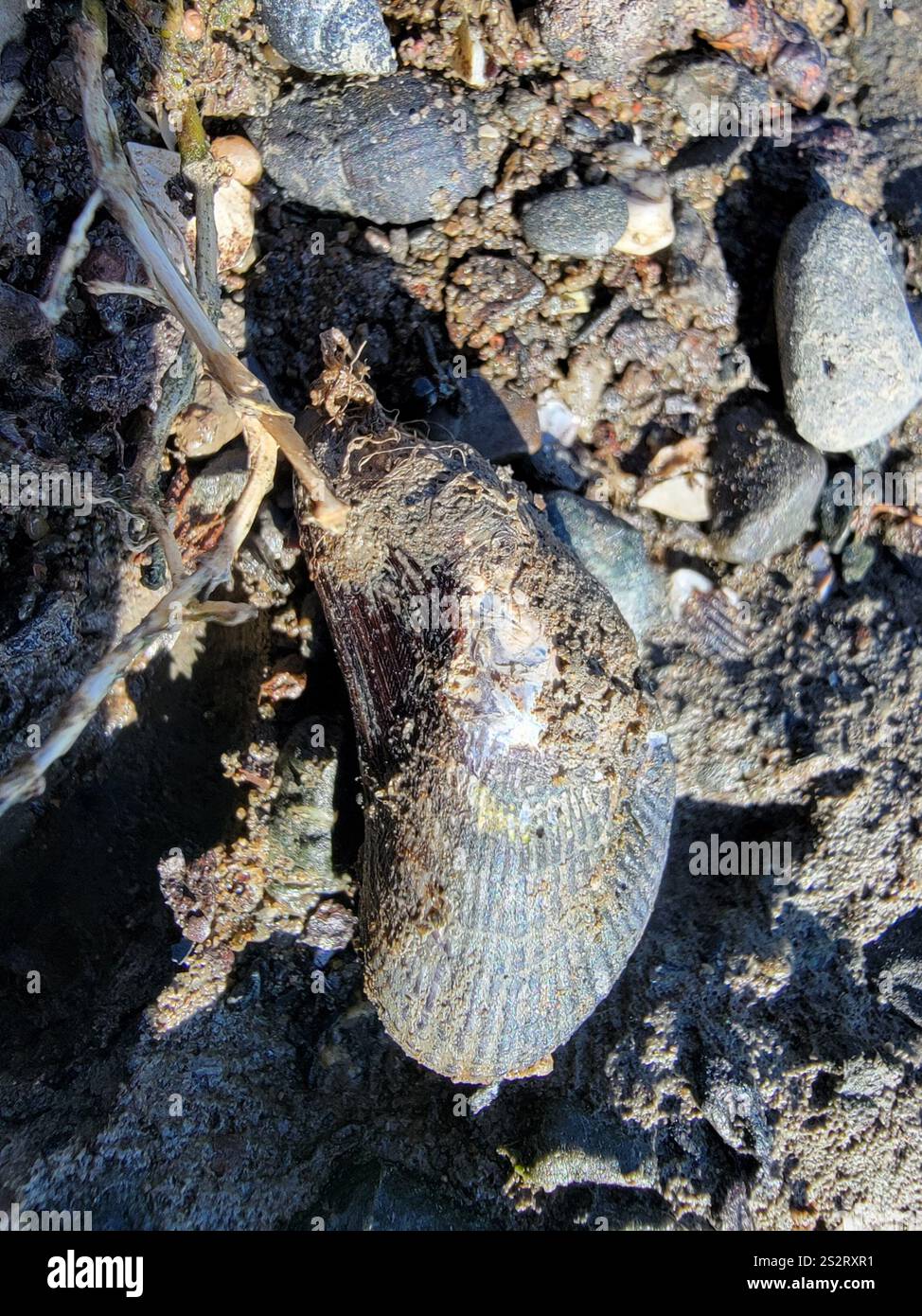 Atlantic Ribbed Mussel (Geukensia demissa Stock Photo - Alamy